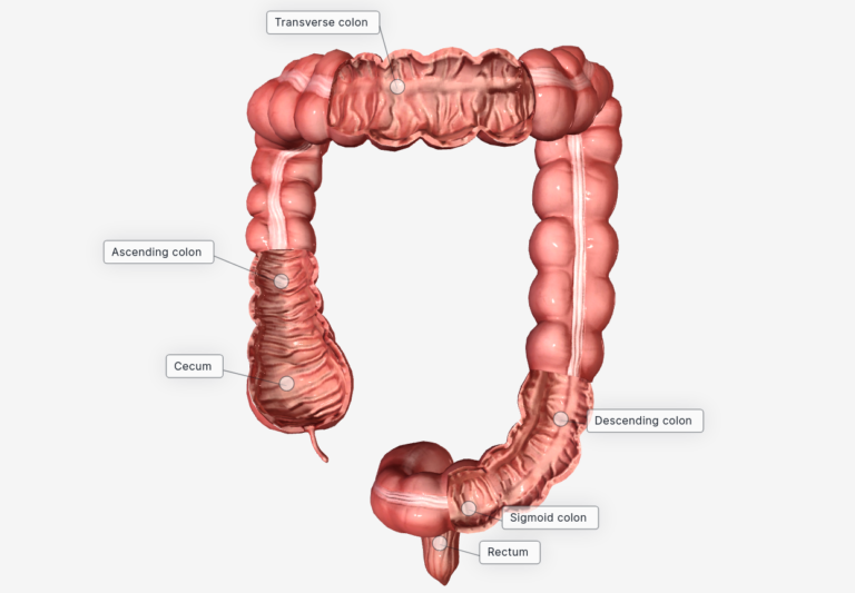 What is Irritable Bowel Syndrome (IBS)? - explained at Parkland Natural ...