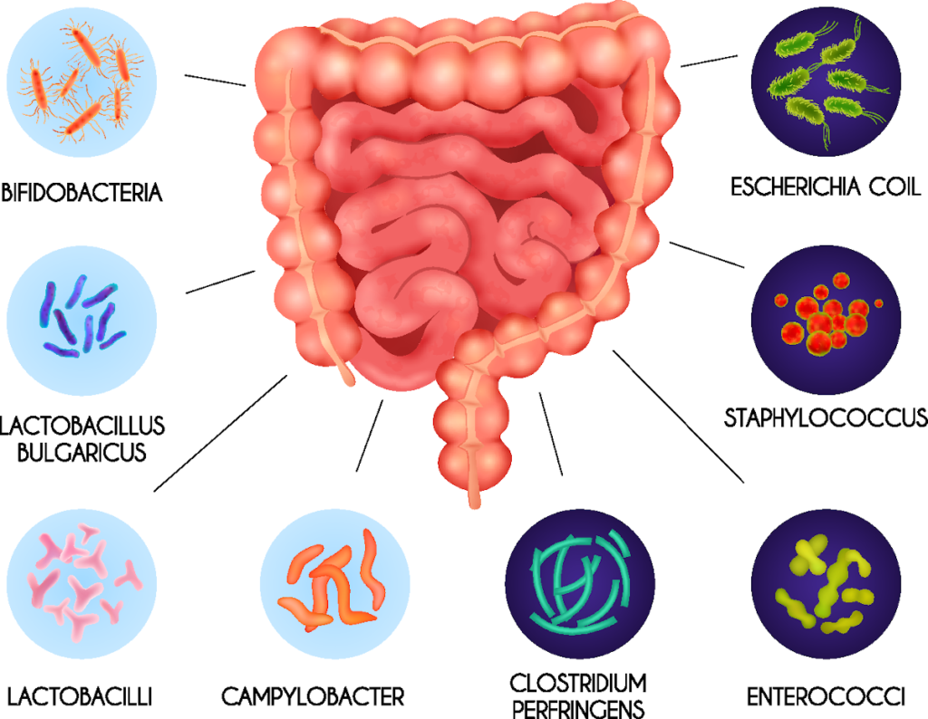 Correction of the Intestinal Microflora: Enhancing Gut Health ...