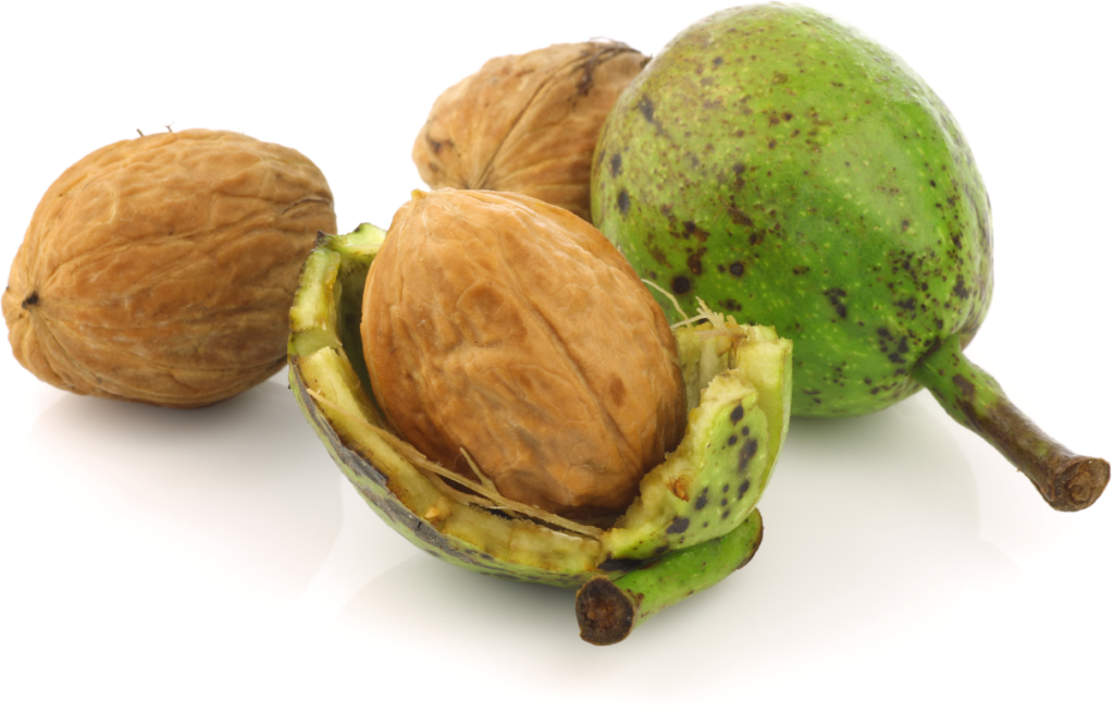 Colonic irrigation with an anti-parasite implant - Parkland