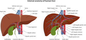 Enteroptosis - abnormal downward displacement of the intestine ...