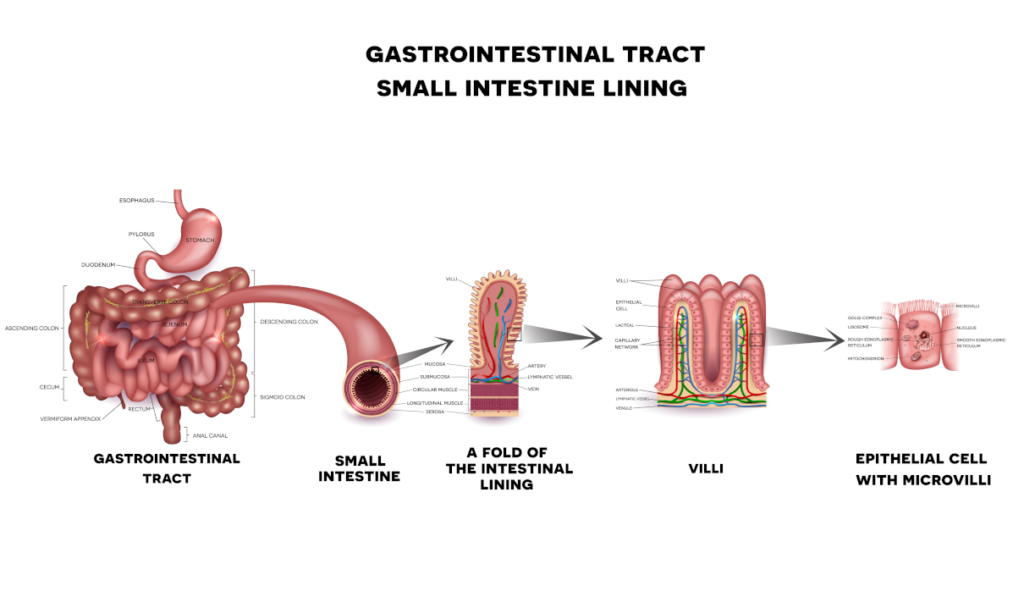 Everything You Need to Know About the Small Intestine - Parkland ...