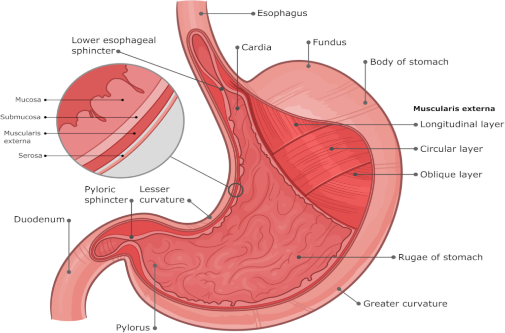 Stomach Anatomy: Understanding the Different Regions - Parkland Natural ...